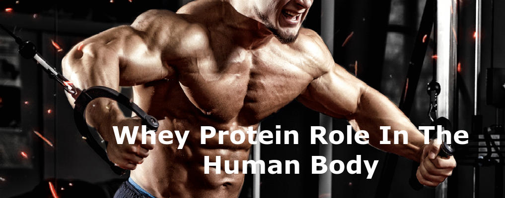 What is protein and its role in the human body - Fitnessgenie